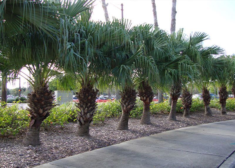 PALM TREE NURSERY NORTH FORT MYERS
